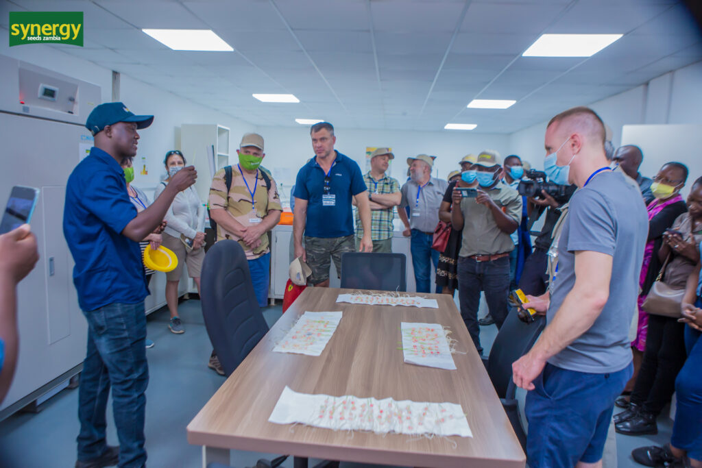 Maize Hybrids – Synergy Seeds Zambia